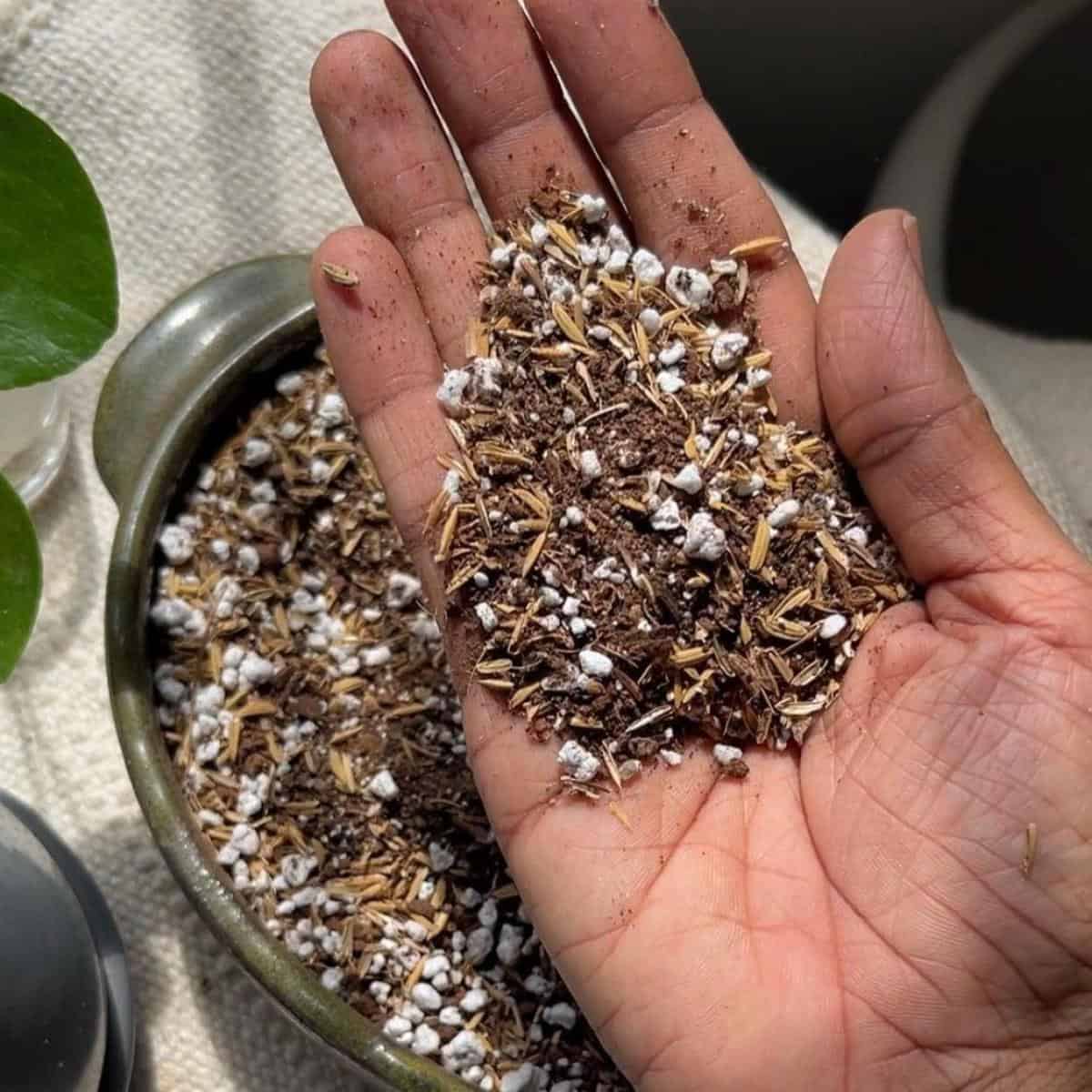 Succulent Soil Mix: How To Make Succulent Potting Soil [RECIPES]