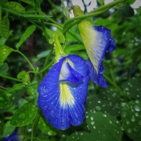 Clitoria Ternatea Care: How To Grow Butterfly Pea Flower