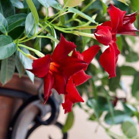 Dipladenia Plant Care: How to Grow The Dipladenia Mandevilla
