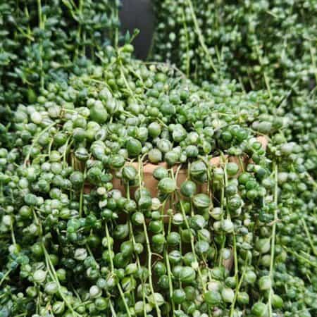 Growing String of Tears: How To Care For Senecio Herreianus Plants