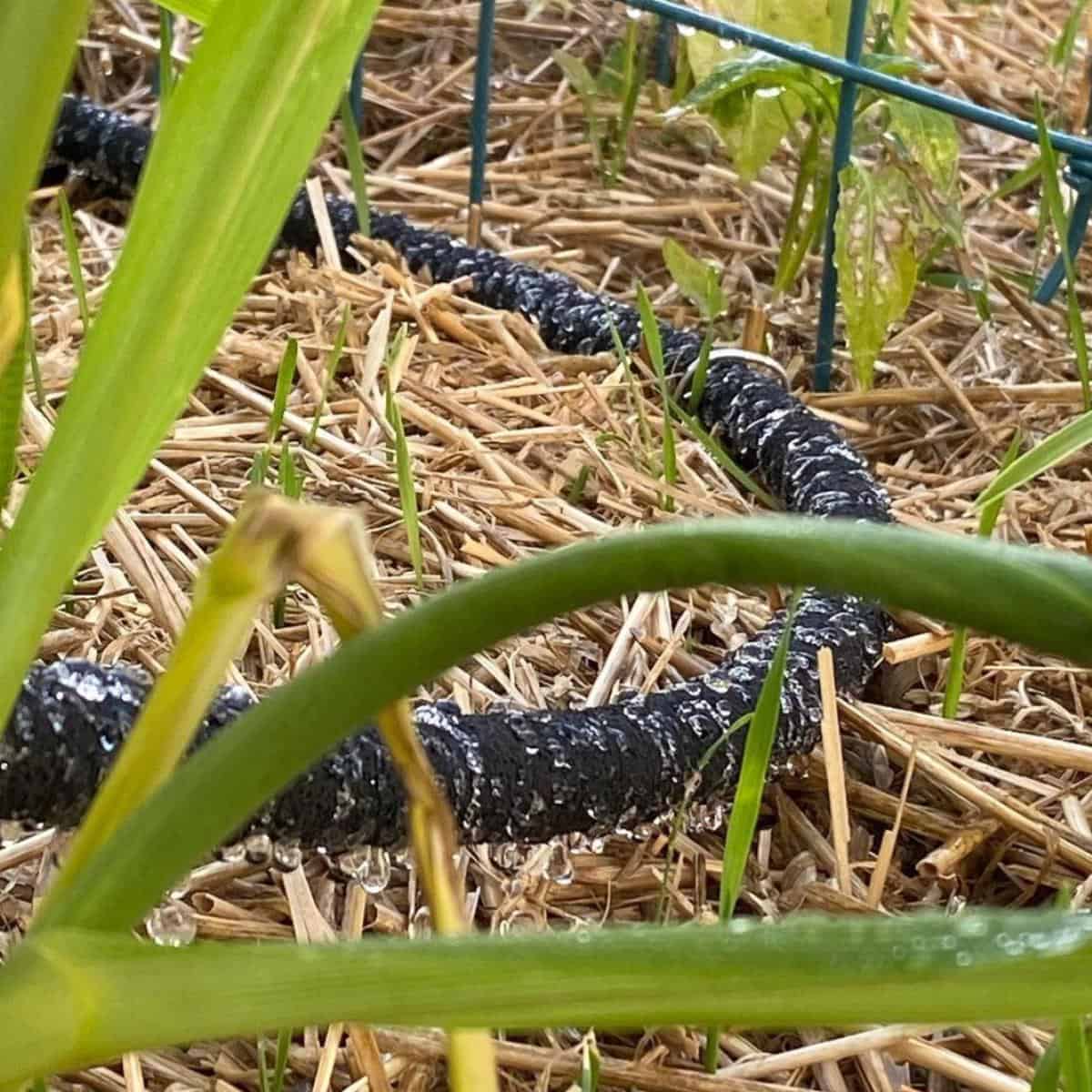 Soaker Hose: What Are They, How To Use Drip Hoses In The Garden