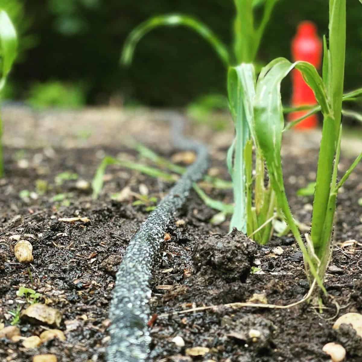 Soaker Hose: What Are They, How To Use Drip Hoses In The Garden