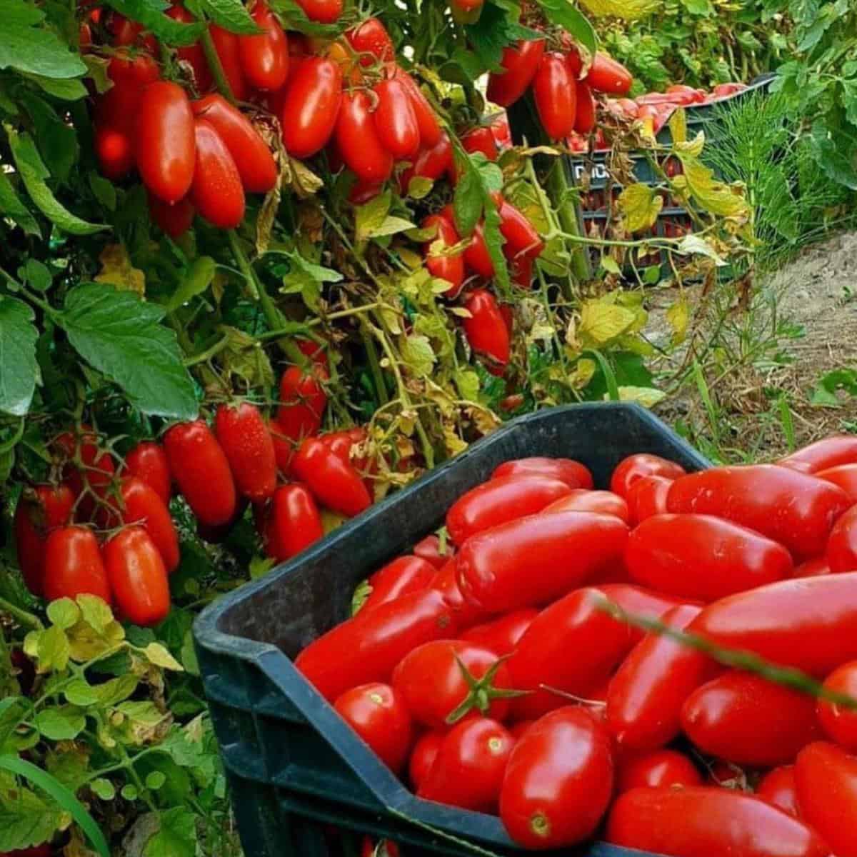 Tips On Growing San Marzano Tomatoes And Why Grow Them