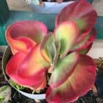 Paddle Plant Care: How To Grow Flapjacks Kalanchoe Thyrsiflora