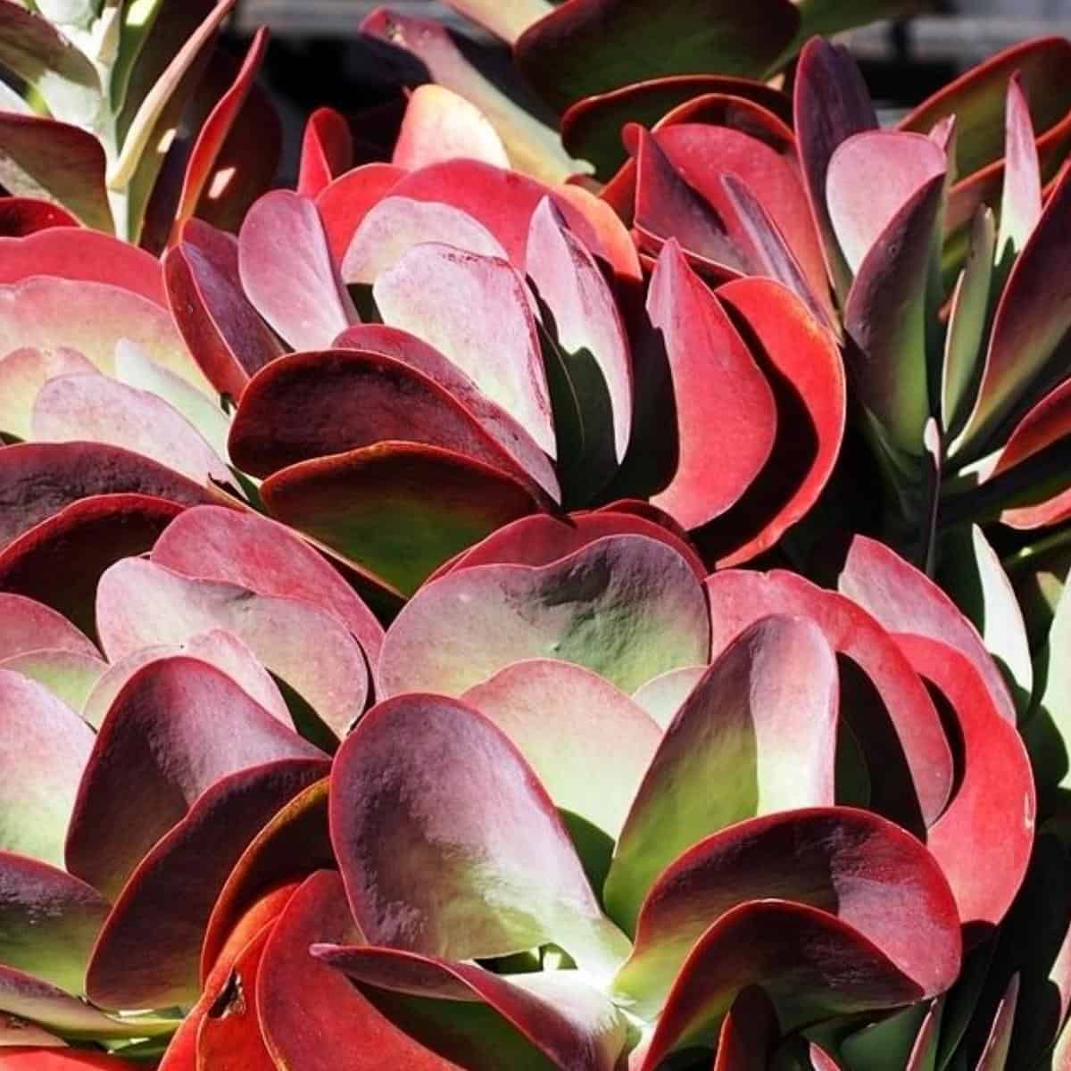 Paddle Plant Care: How To Grow Flapjacks Kalanchoe Thyrsiflora