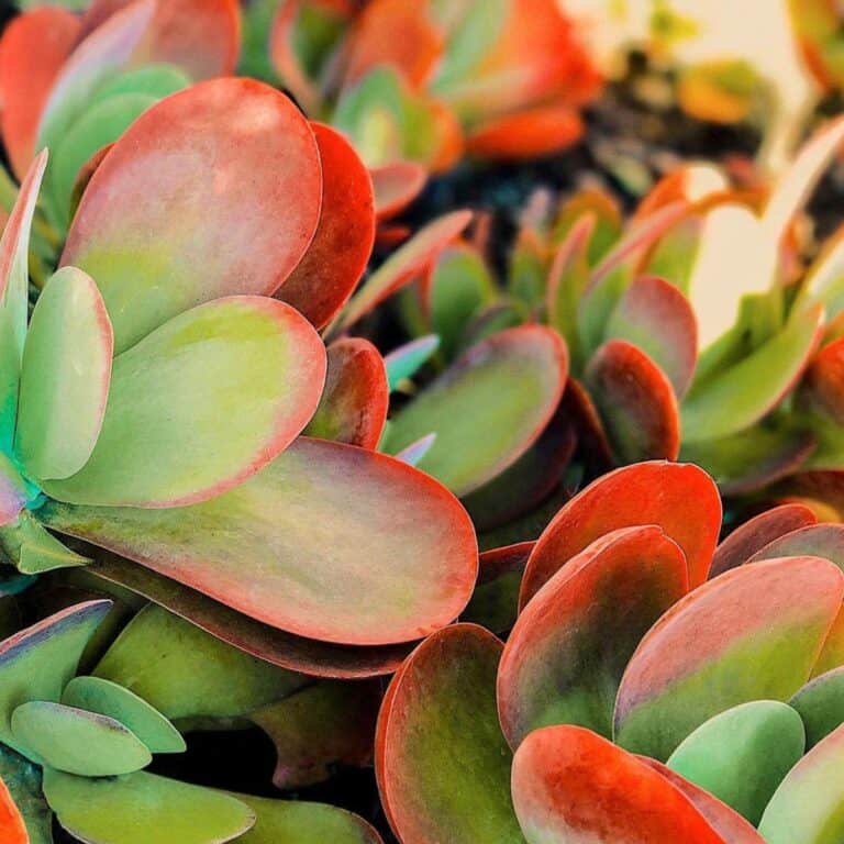 Paddle Plant Care: How To Grow Flapjacks Kalanchoe Thyrsiflora