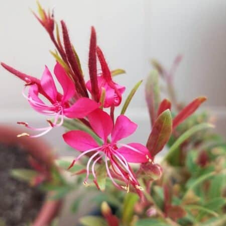 Growing Gaura Plant: How To Care For Whirling Butterfly Flowers