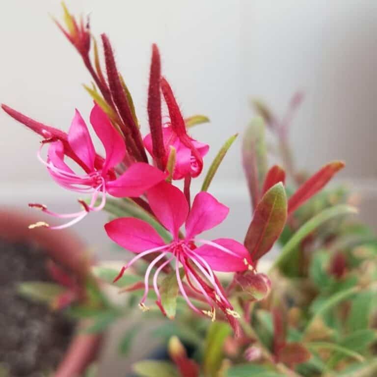 Growing Gaura Plant: How To Care For Whirling Butterfly Flowers