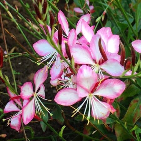 Growing Gaura Plant: How To Care For Whirling Butterfly Flowers