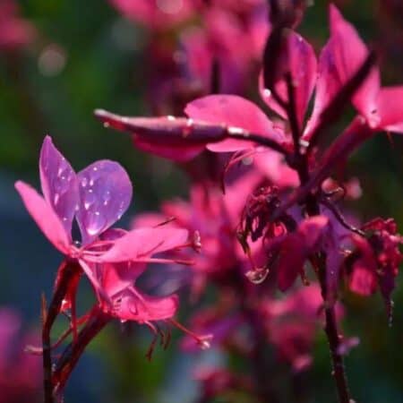 Growing Gaura Plant: How To Care For Whirling Butterfly Flowers
