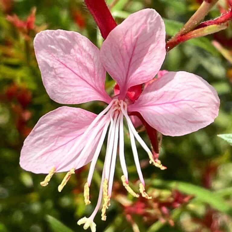 Growing Gaura Plant: How To Care For Whirling Butterfly Flowers