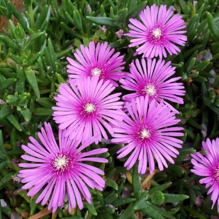Ice Plant Care: How To Grow Ice Plant Succulents