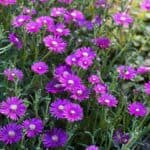 Ice Plant Care: How To Grow Ice Plant Succulents