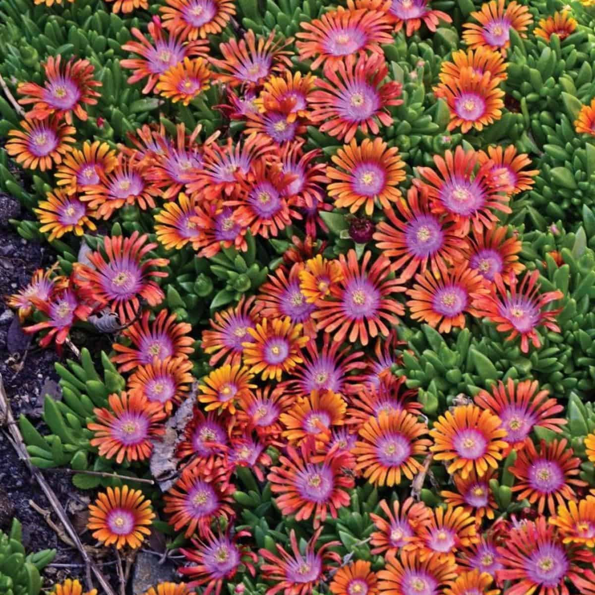 Ice Plant Care: How To Grow Ice Plant Succulents