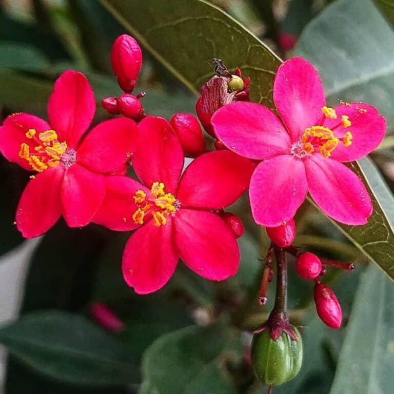 Growing Jatropha Integerrima: Caring For The Jatropha Tree