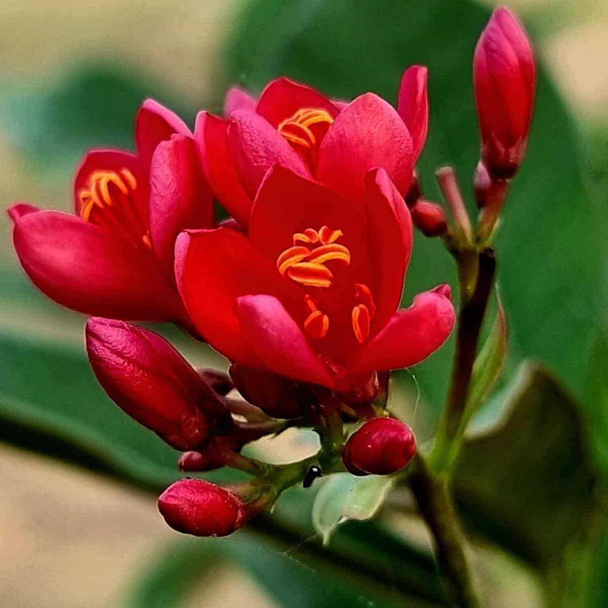 Growing Jatropha Integerrima: Caring For The Jatropha Tree
