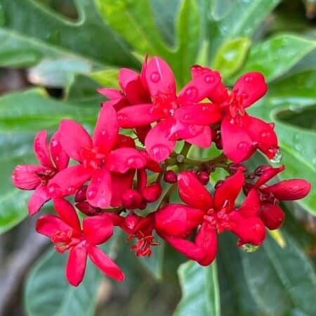 Growing Jatropha Integerrima: Caring For The Jatropha Tree