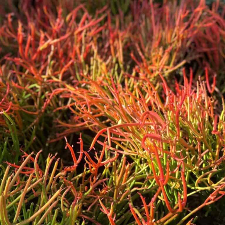 How Toxic Is The Firestick Plant? The Details