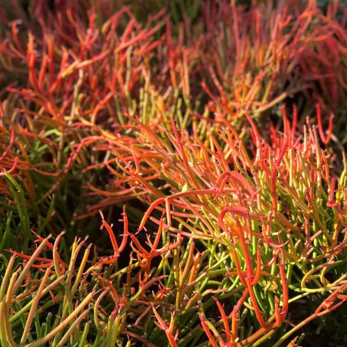 How Toxic Is The Firestick Plant? The Details