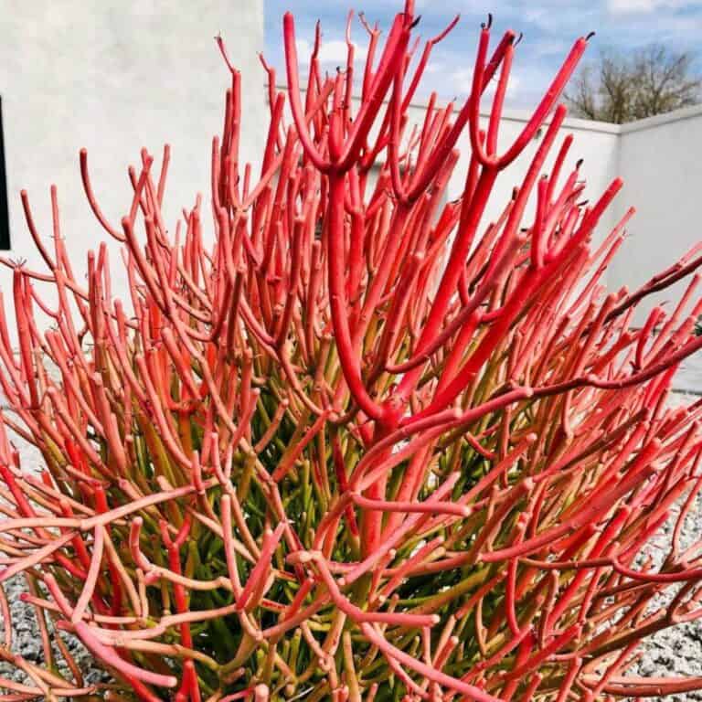 How Toxic Is The Firestick Plant? The Details