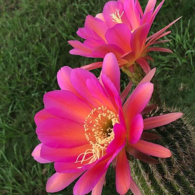 Torch Cactus: How To Grow and Care For Trichocereus Grandiflora