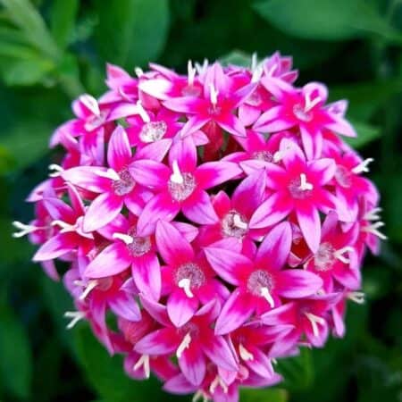 Pentas Plant: How To Care For Pentas Flower