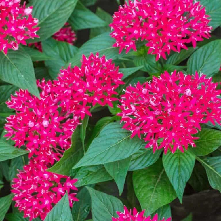 Pentas Plant: How To Care For Pentas Flower