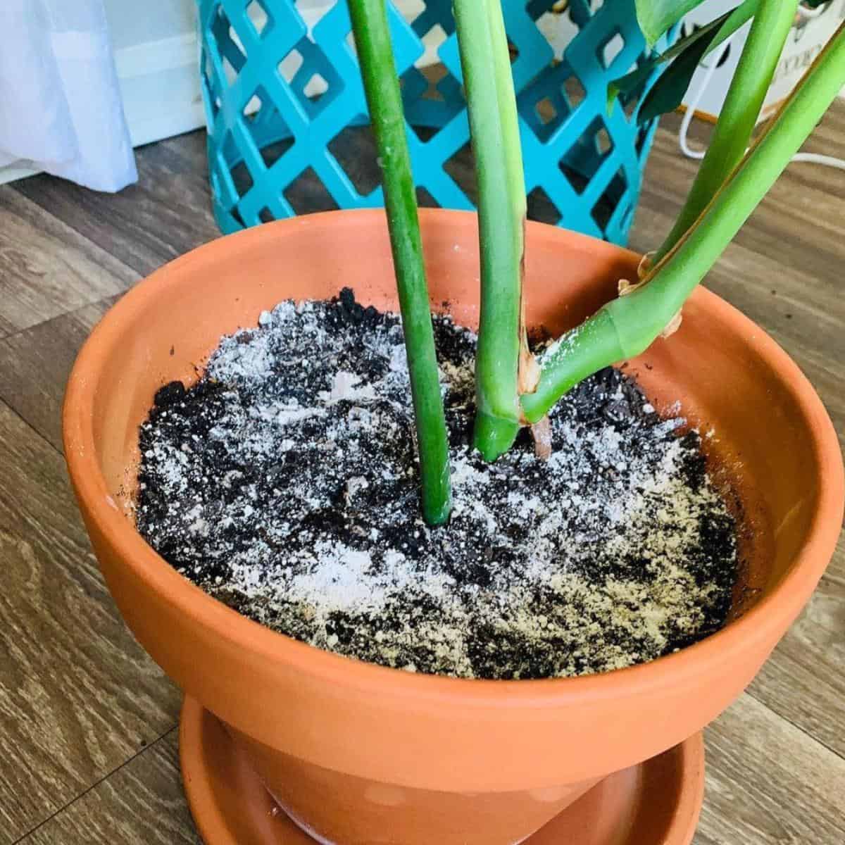Diatomaceous Earth Pest Control: Its Benefits And Use In Your Garden