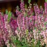 Calluna Vulgaris Care: All About Growing Common Heather