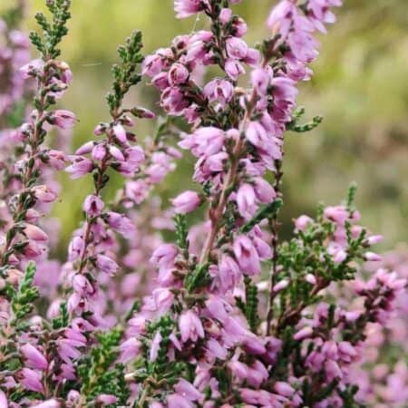Calluna Vulgaris Care: All About Growing Common Heather