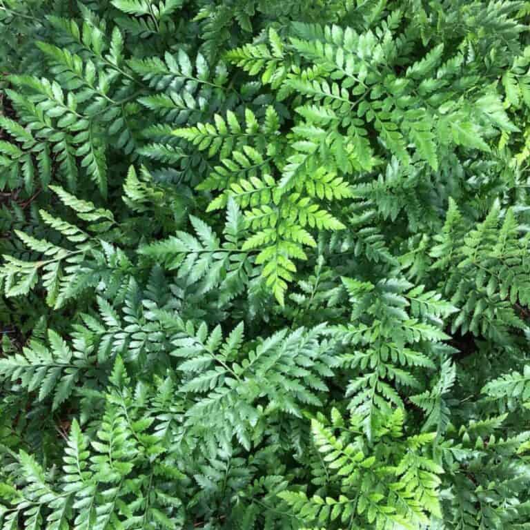 Leatherleaf Fern Plant Care: How To Grow Rumohra Adiantiformis