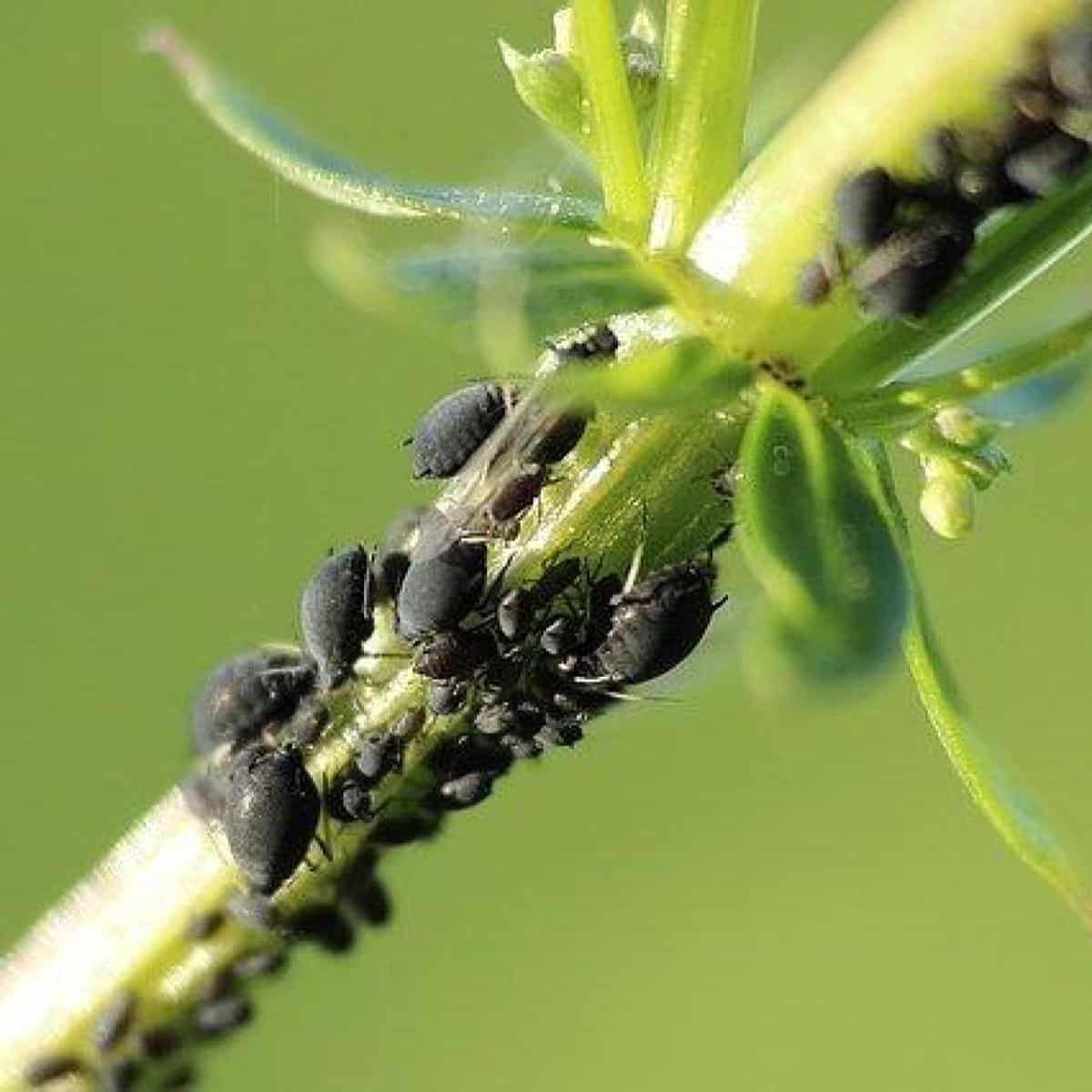 Aphid Control And Treatment: How To Get Rid Of Aphids