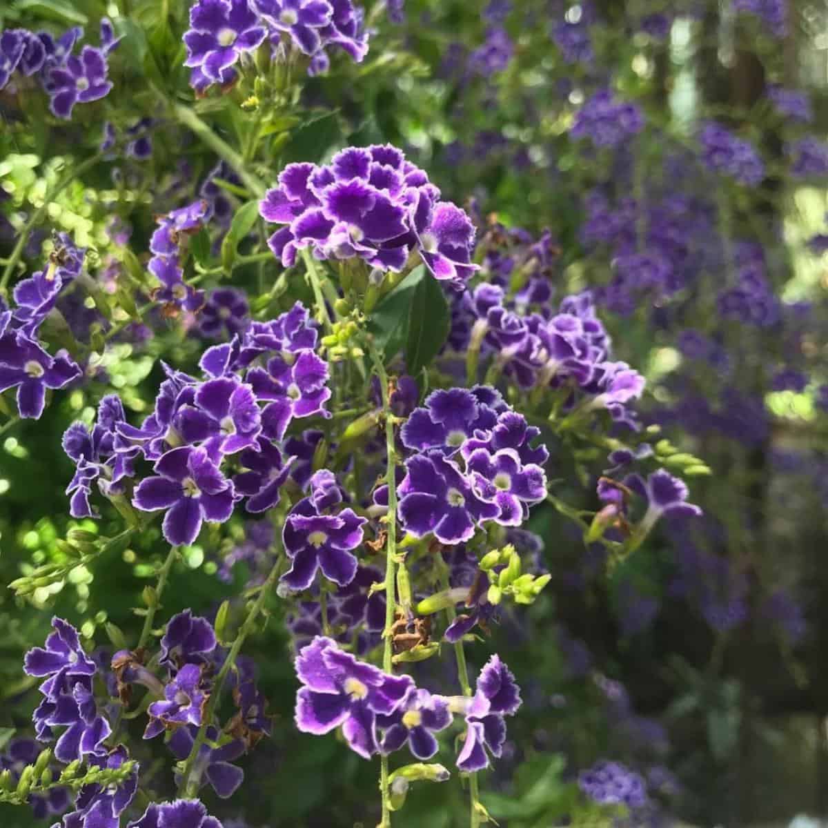 Duranta Erecta Care: Tips On Growing The Golden Dewdrop