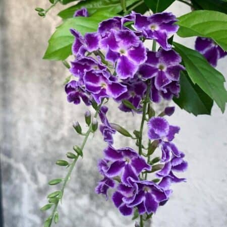 Duranta Erecta Care: Tips On Growing The Golden Dewdrop