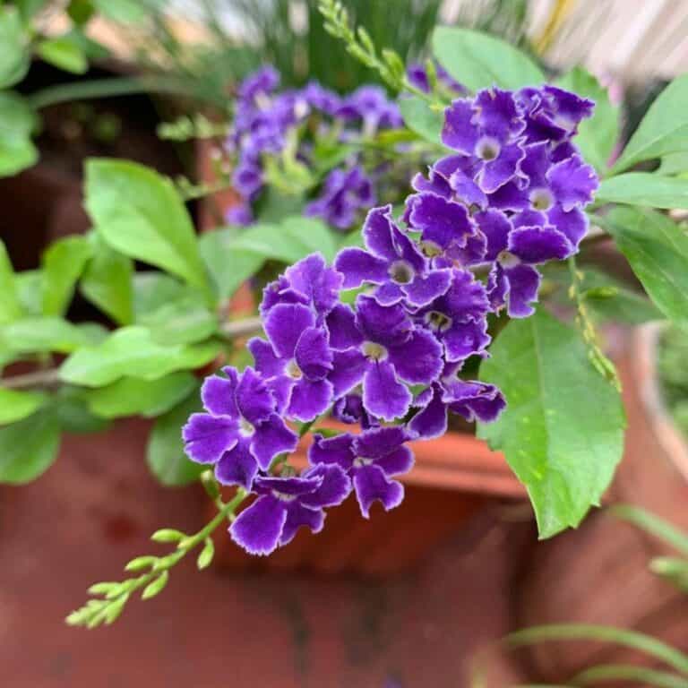 Duranta Erecta Care: Tips On Growing The Golden Dewdrop