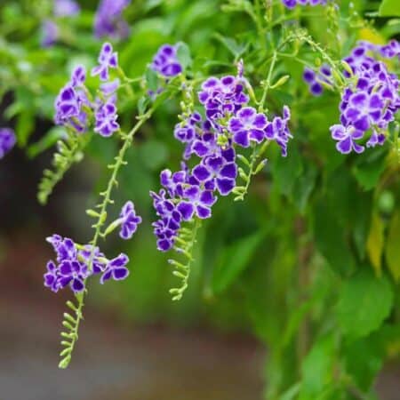 Duranta Erecta Care: Tips On Growing The Golden Dewdrop