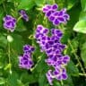 Duranta Erecta Care: Tips On Growing The Golden Dewdrop