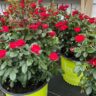 Growing The Petite Knockout Rose: Caring For Miniature Knock Outs