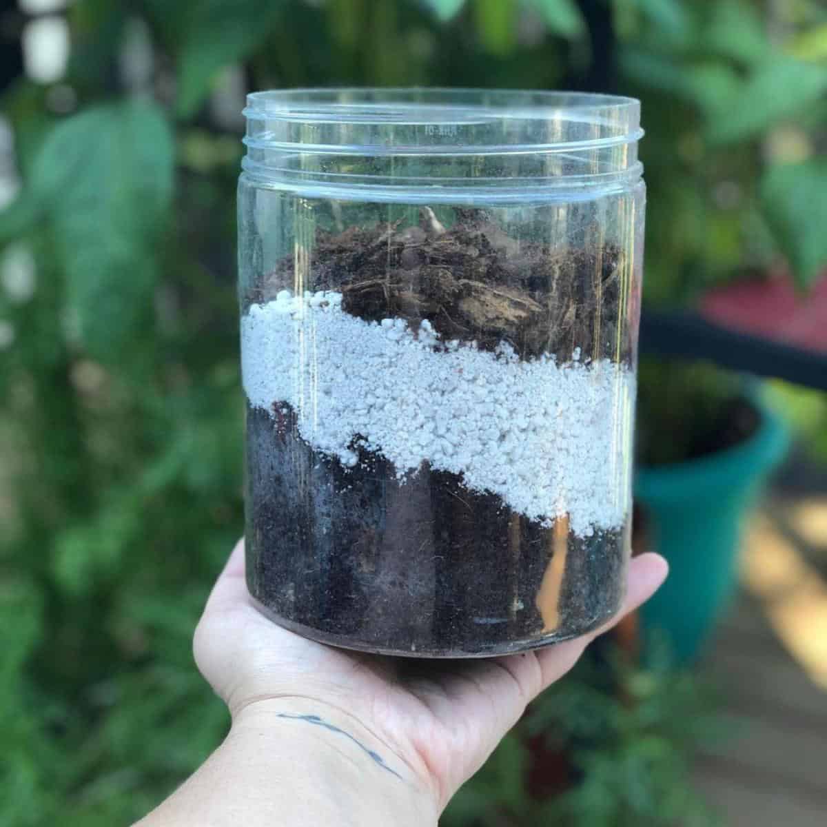 Hoya Soil: What Is The Best Soil For Growing Hoya Plants?