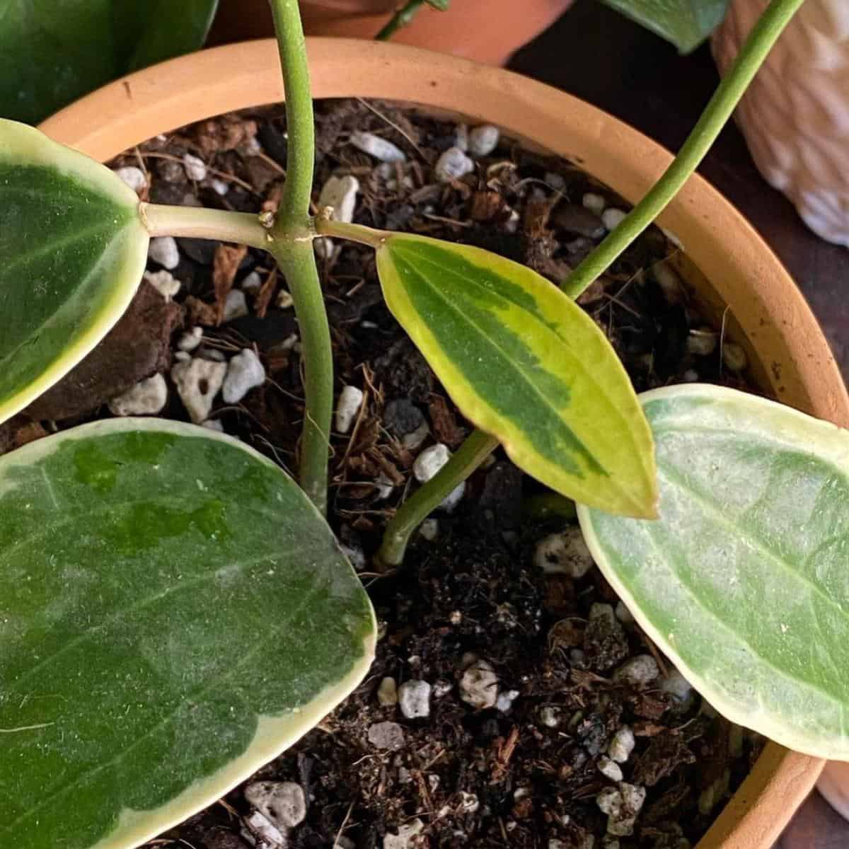 Hoya Soil: What Is The Best Soil For Growing Hoya Plants?