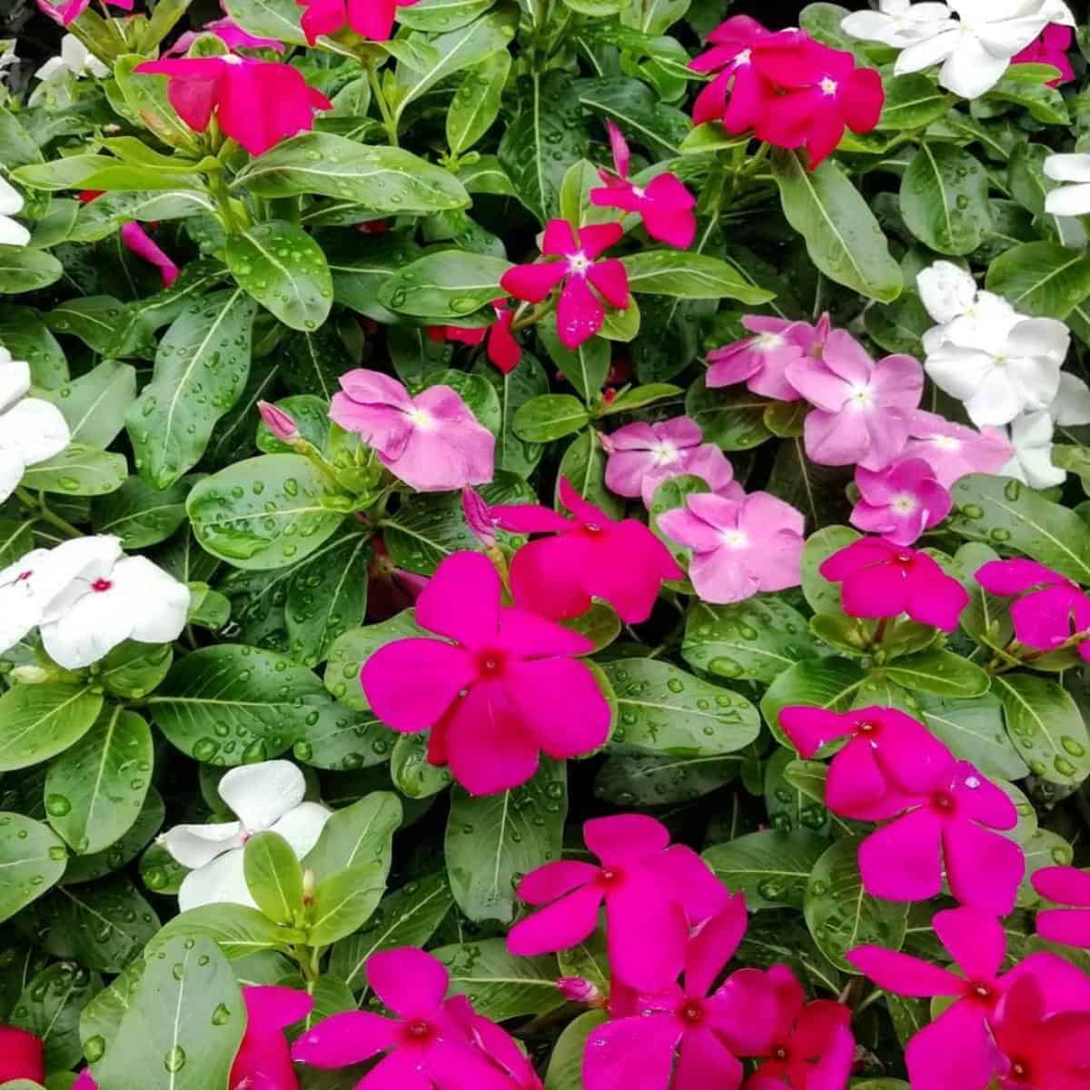 Trailing Vinca Plant Care: How To Grow Catharanthus Roseus