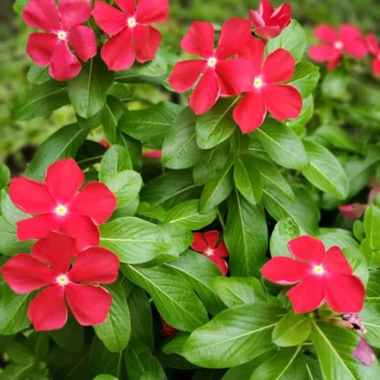 Trailing Vinca Plant Care: How To Grow Catharanthus Roseus