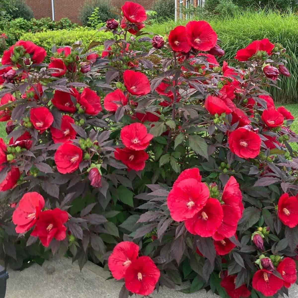 How to Grow and Care for Midnight Marvel Hibiscus