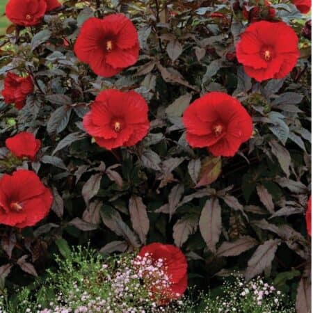 How to Grow and Care for Midnight Marvel Hibiscus