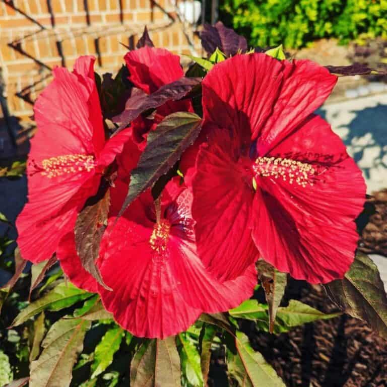 How To Grow And Care For Midnight Marvel Hibiscus