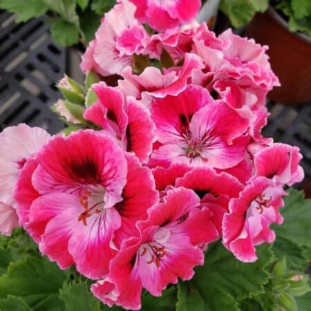 Martha Washington Geranium Care: Growing Regal Geraniums
