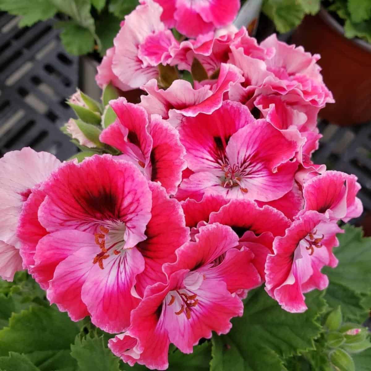 Martha Washington Geranium Care: Growing Regal Geraniums