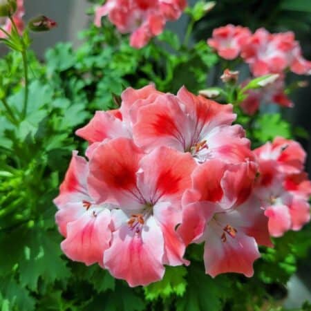 Martha Washington Geranium Care: Growing Regal Geraniums