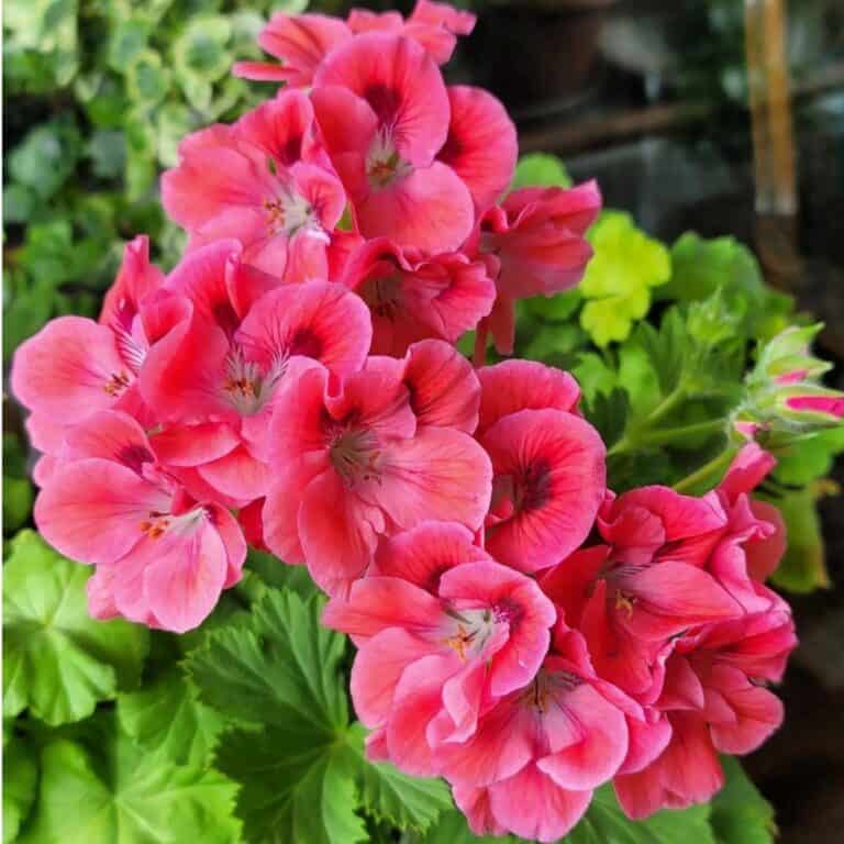 12+ Best Potted Patio Plants For Color