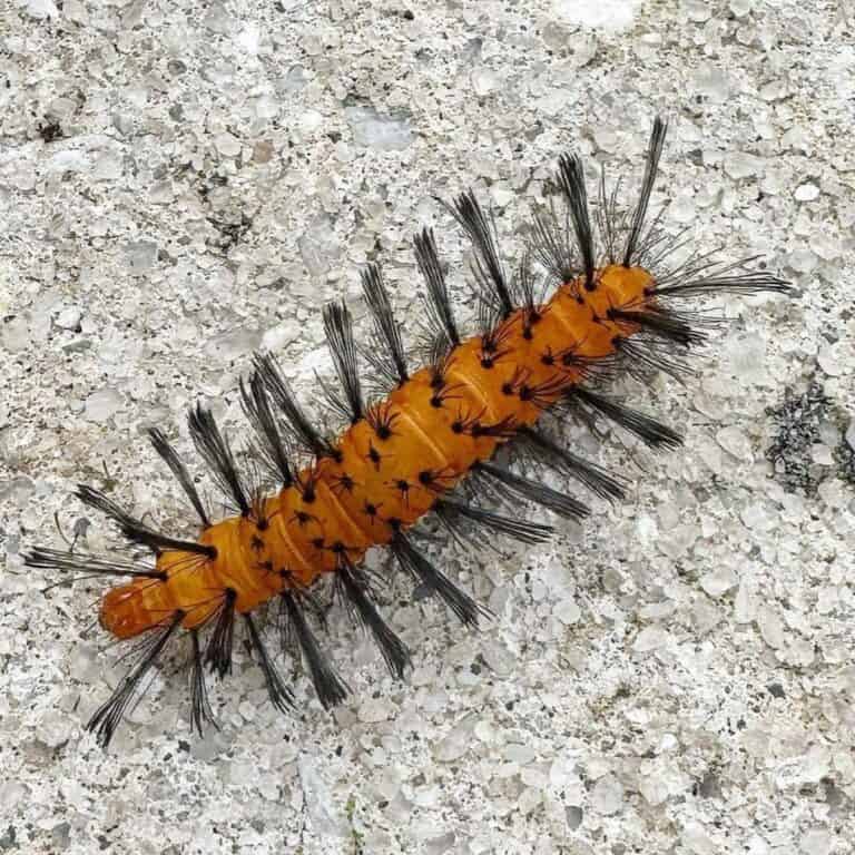 Oleander Caterpillars: What They Are & What To Do About Them?